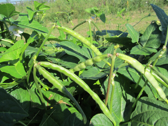 Heirloom Cowpea Varieties – Mother Earth News